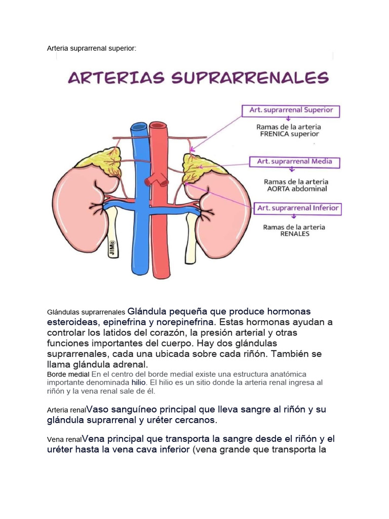 Anatomia Rinon | PDF