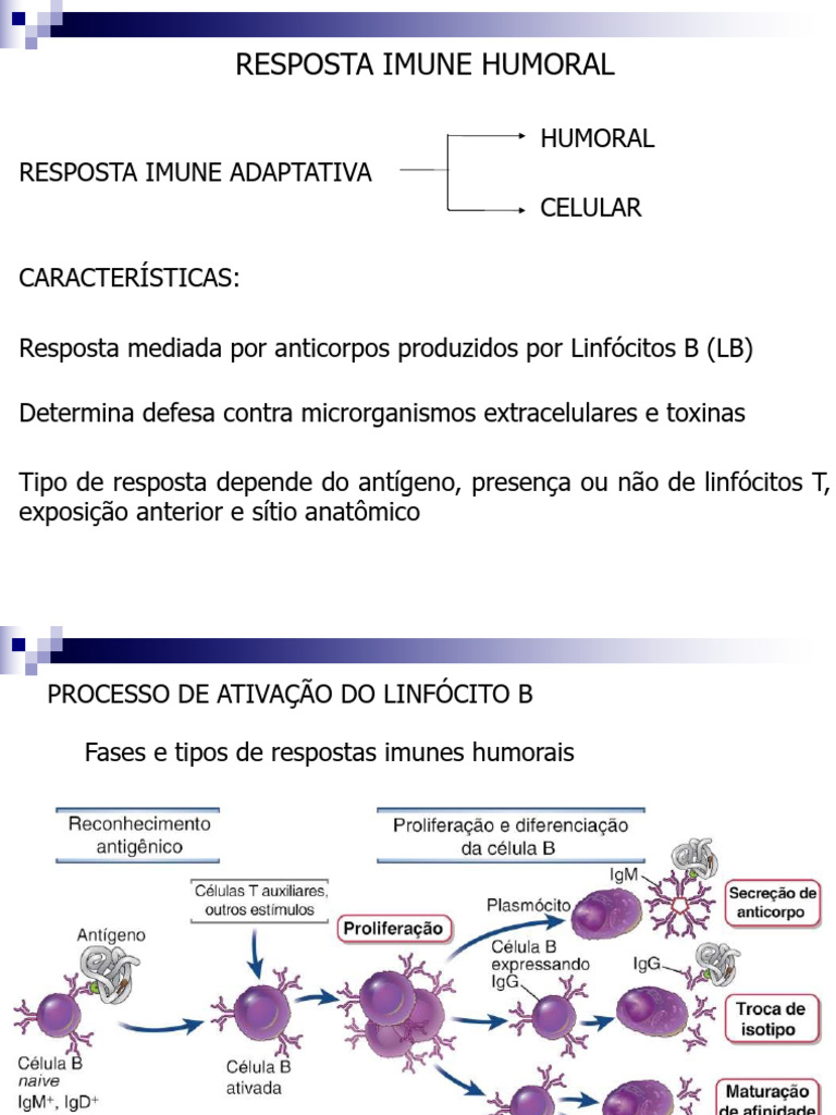 Ativação Linfócito B Pdf Célula B Anticorpo