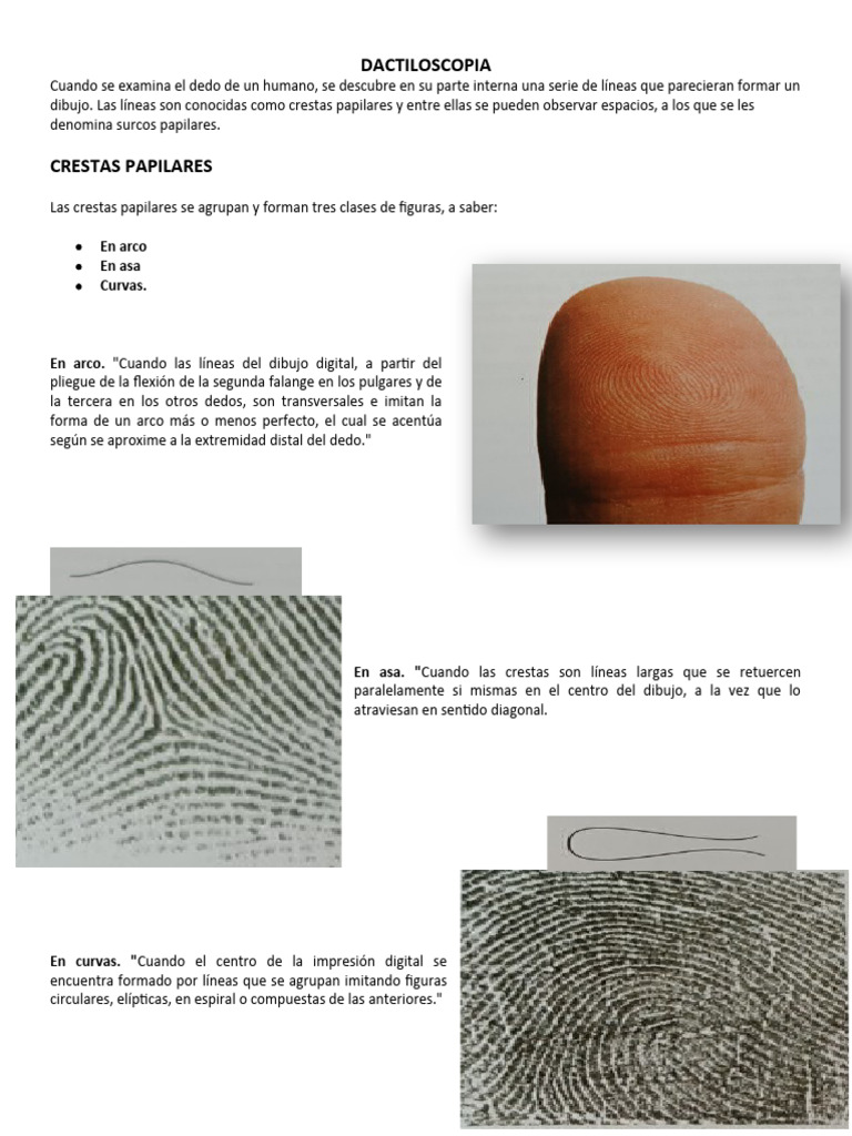 DACTILOS | PDF | Huella dactilar