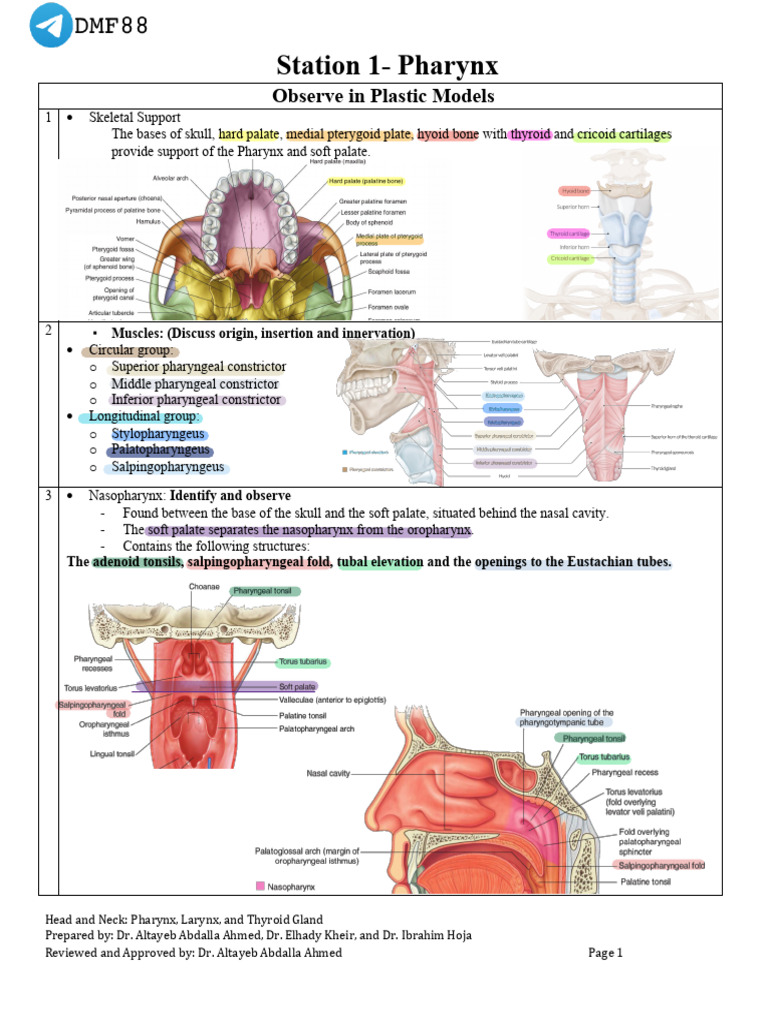 lab 4_ Head Neck-Pharynx Larynx Thyroid Gland | PDF | Larynx ...
