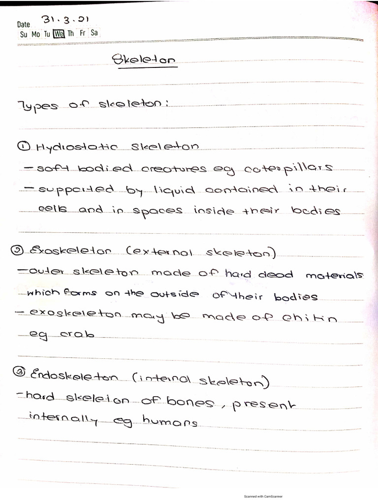Skeleton | PDF