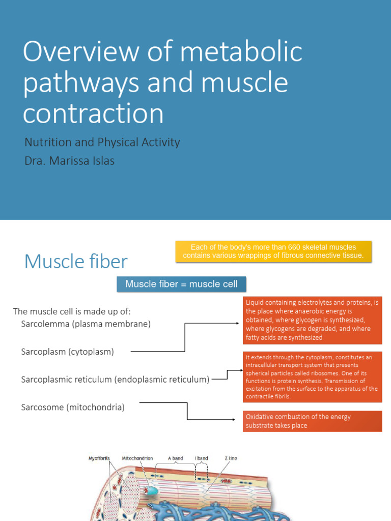 Muscle Metabolism | PDF | Skeletal Muscle | Adenosine Triphosphate