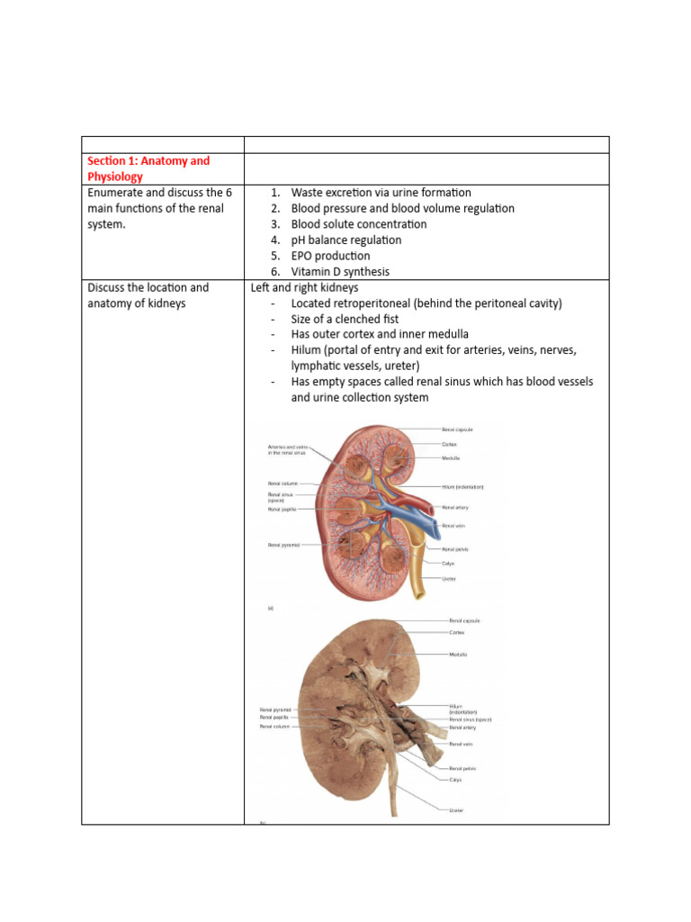 Renal System | PDF | Urinary Incontinence | Urinary Tract Infection
