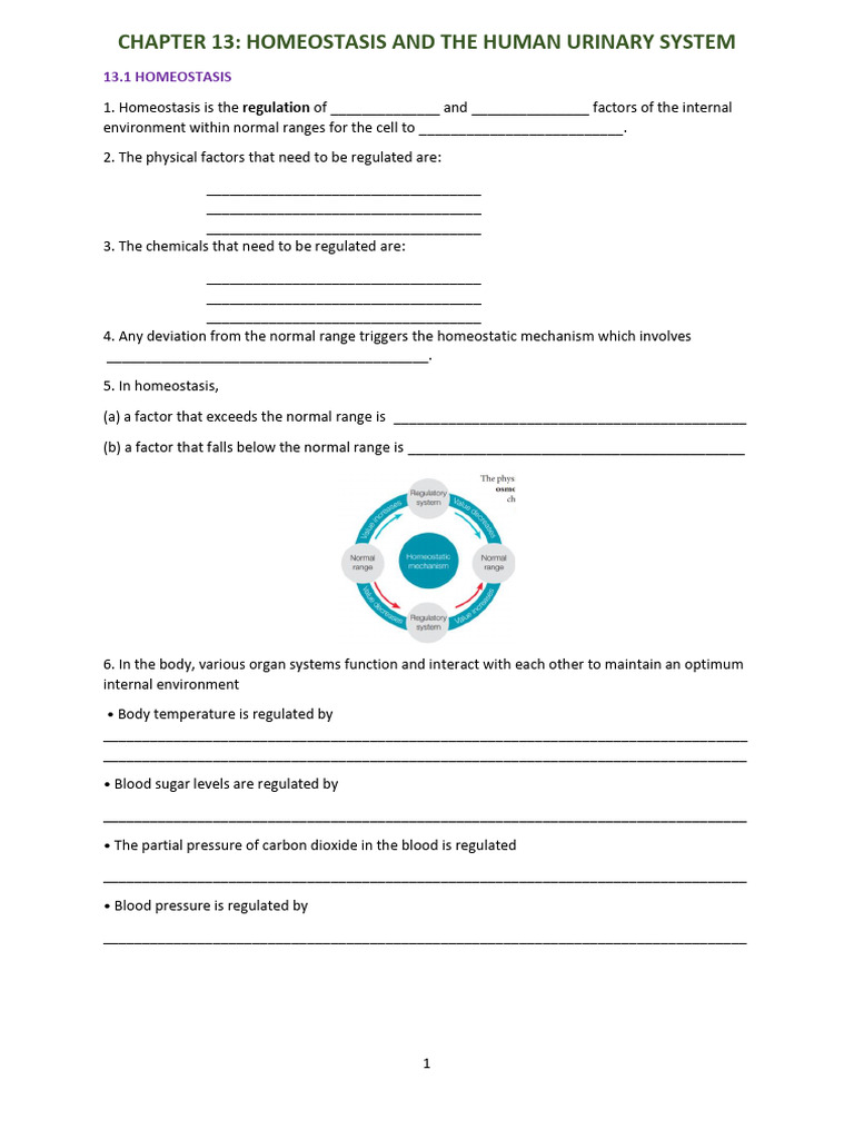 Chapter 13 Homeostasis & Urinary System | PDF | Homeostasis | Kidney