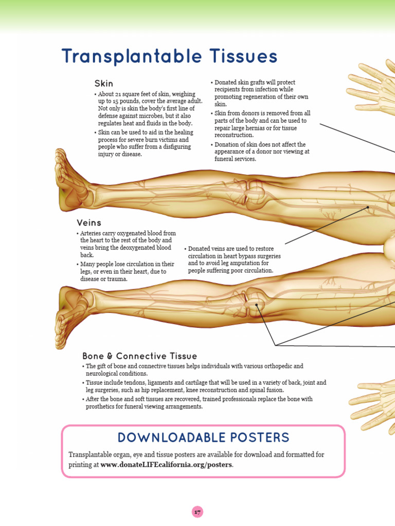 Transplantable Tissue | PDF | Human Body | Injury