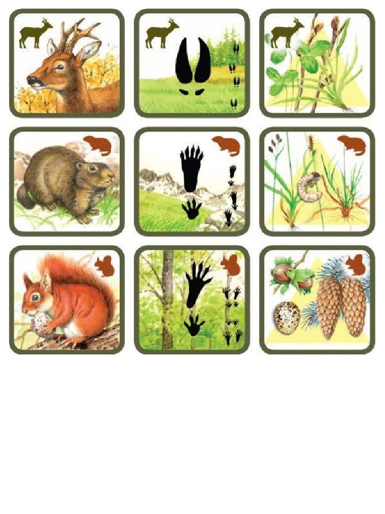 Animale Salbatice Si Traiul Lor | PDF