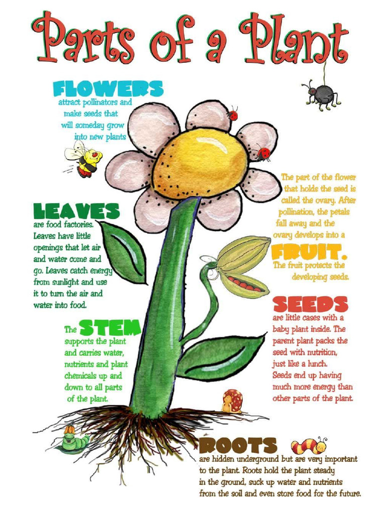 Poster Part of Plant | PDF