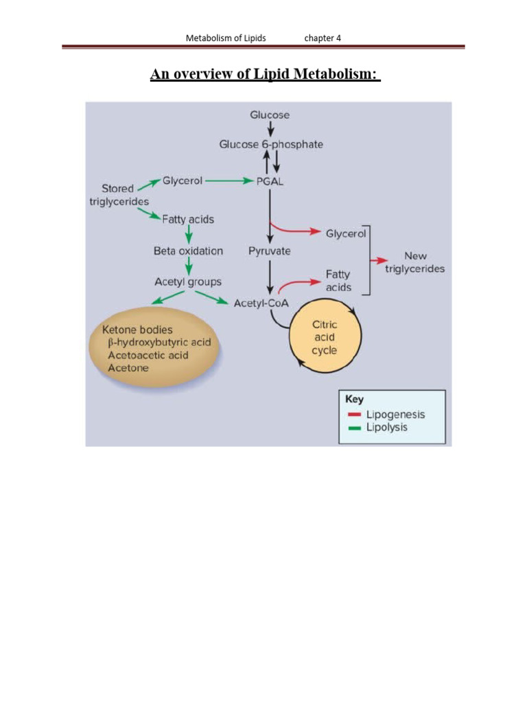 Lipid Metabolism Overview and Pathways | PDF | Fatty Acid | Lipid