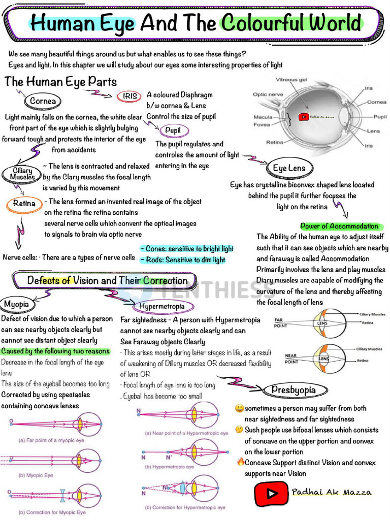 Human Eye | PDF