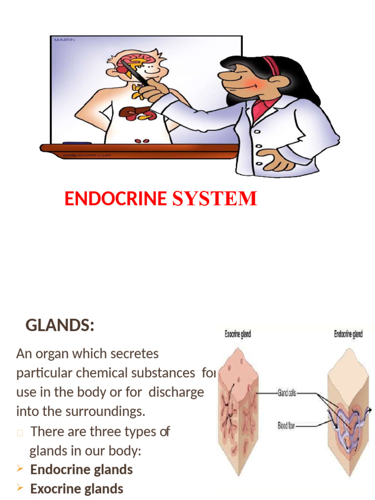 Endocrine System Provided | PDF | Adrenal Gland | Endocrine System