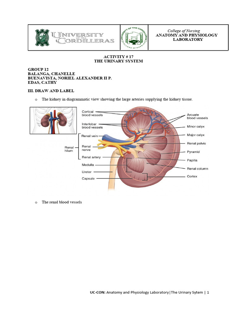 17-URINARY-SYSTEM (1) | PDF