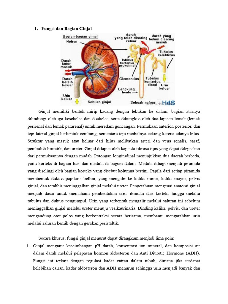 Ginjal | PDF