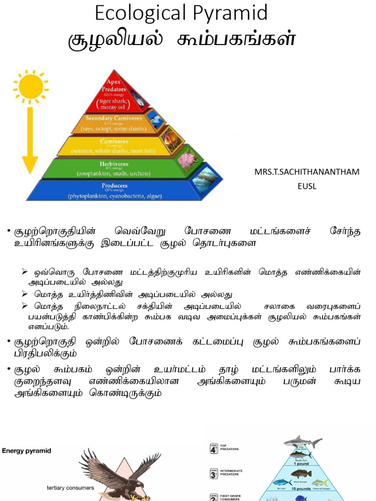 Ecological Pyramid and Biomass Explained | PDF | Biomass (Ecology ...