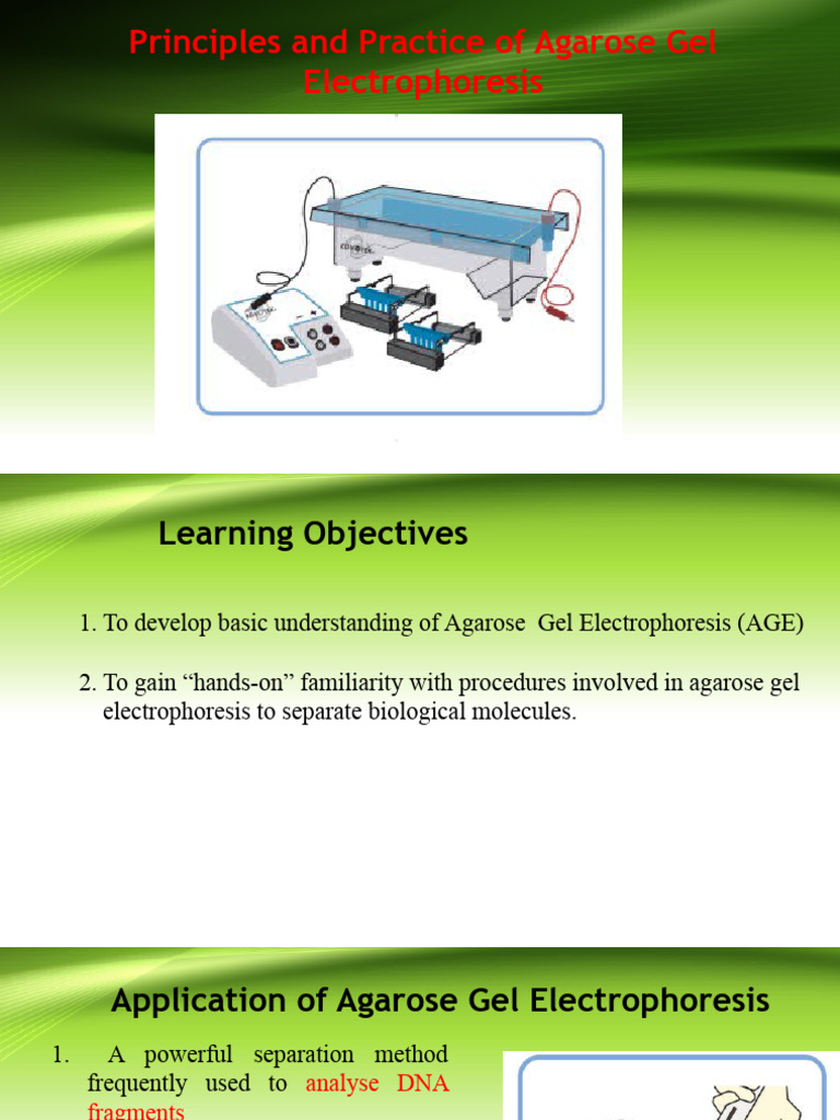 Agaroe Gel Electrophoresis-2023 | PDF | Gel Electrophoresis | Agarose Gel Electrophoresis