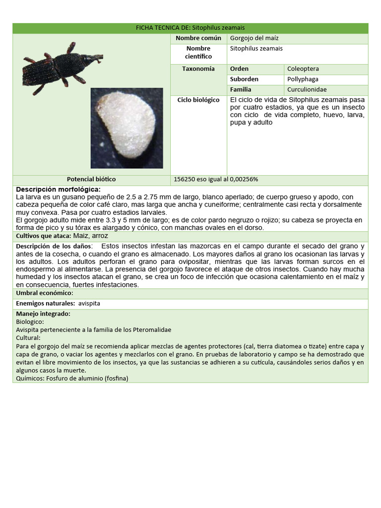 Sitophilus Zeamais | PDF | Insectos | Maíz