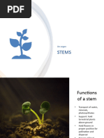 CELERY LAB - Structure and Function of A Plant | PDF | Leaf | Plant Stem