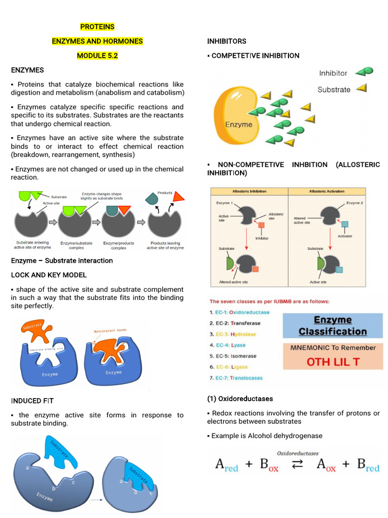 Module 5.2 - Proteins | PDF | Enzyme | Active Site