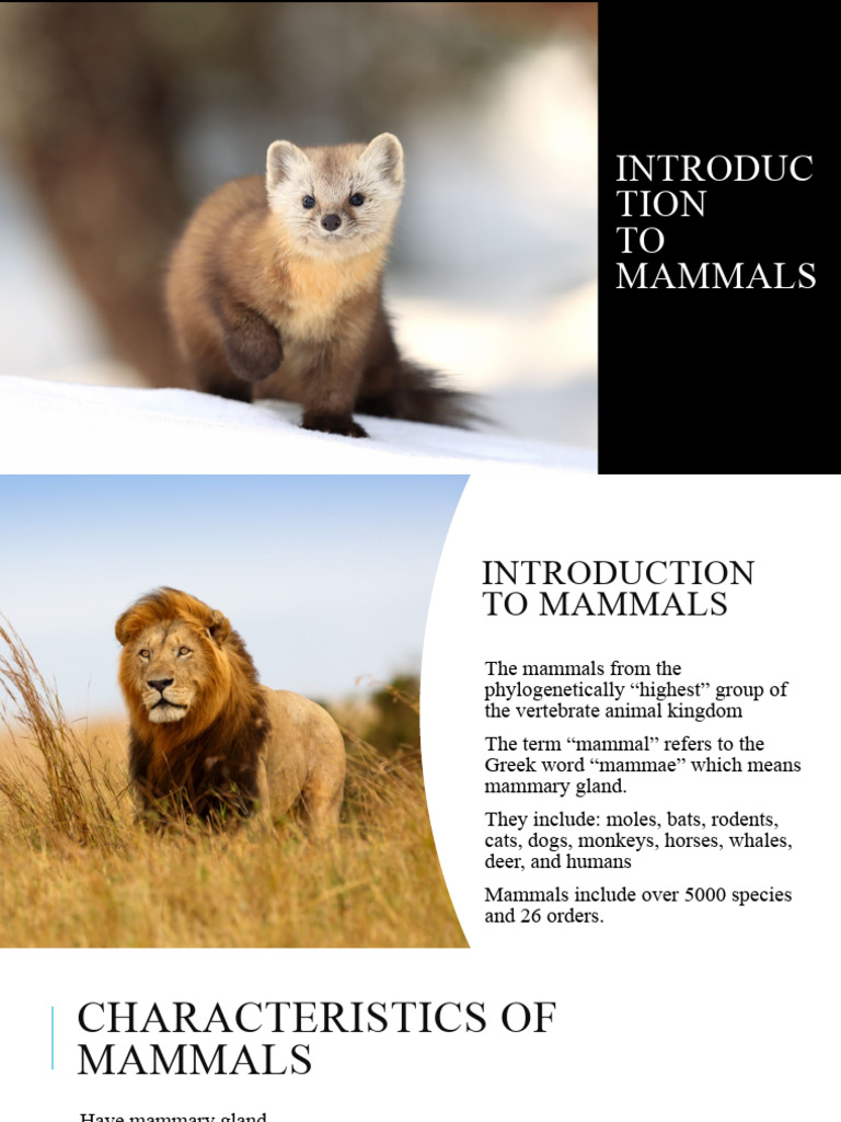 Mammal | PDF | Mammals | Fur