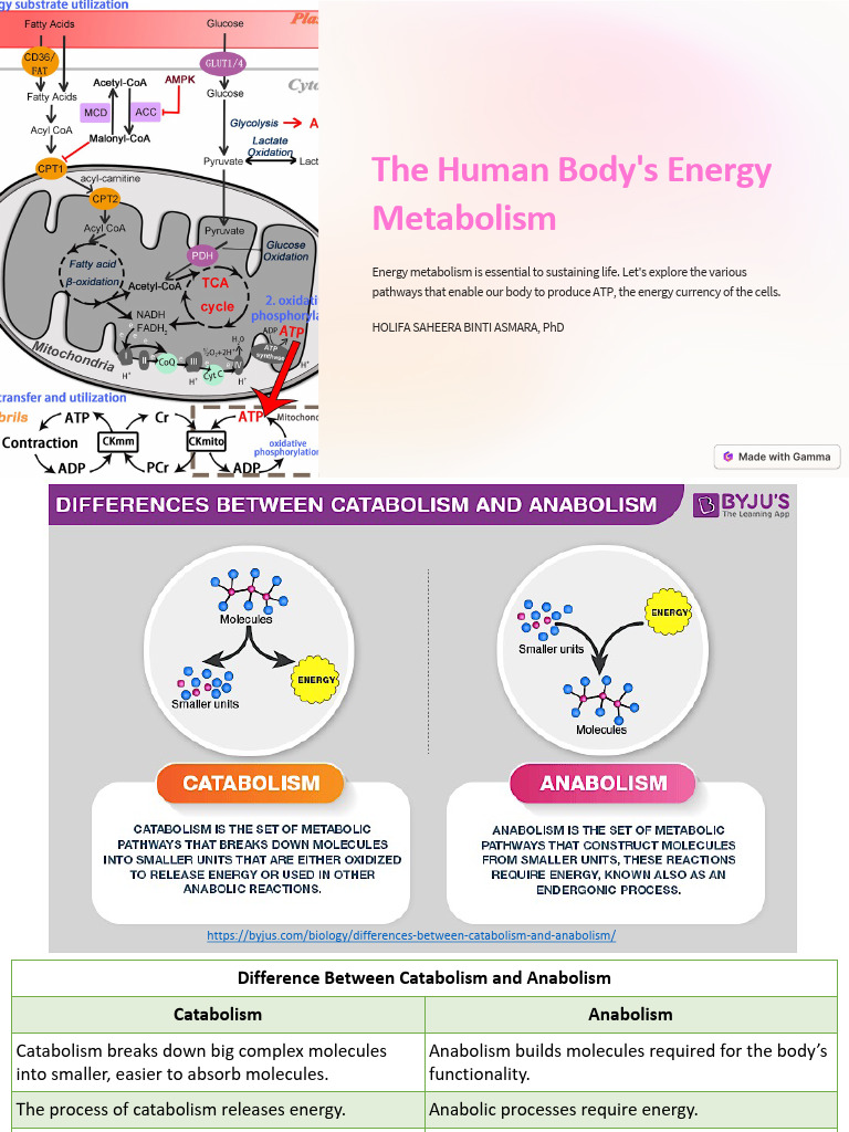 The Human Bodys Energy Metabolism | PDF | Adenosine Triphosphate ...