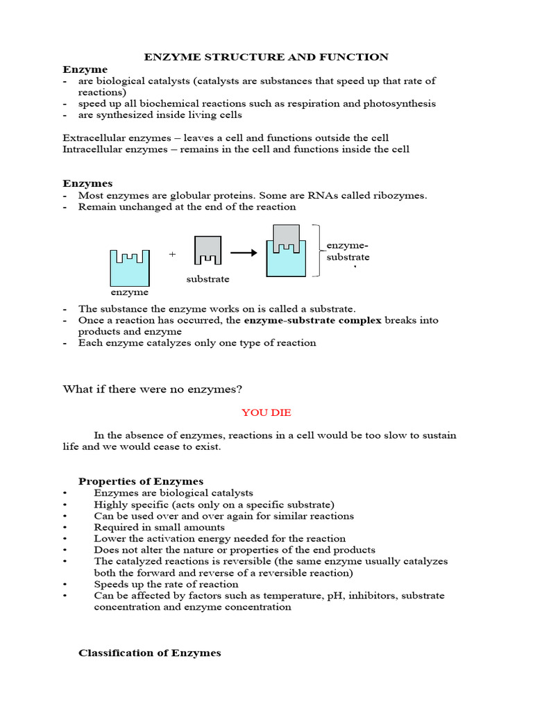 Enzymes | PDF | Enzyme | Active Site