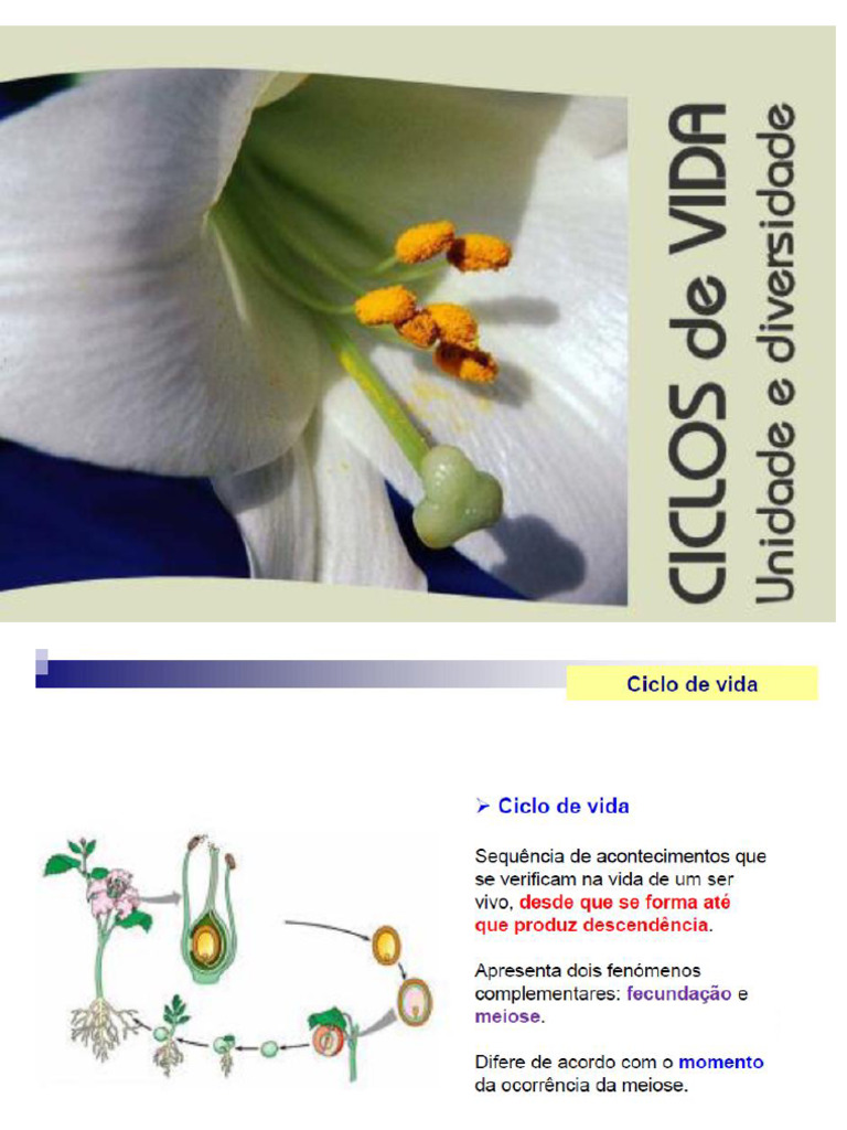 6 - Ciclos de Vida | PDF | Reprodução | Ploidia