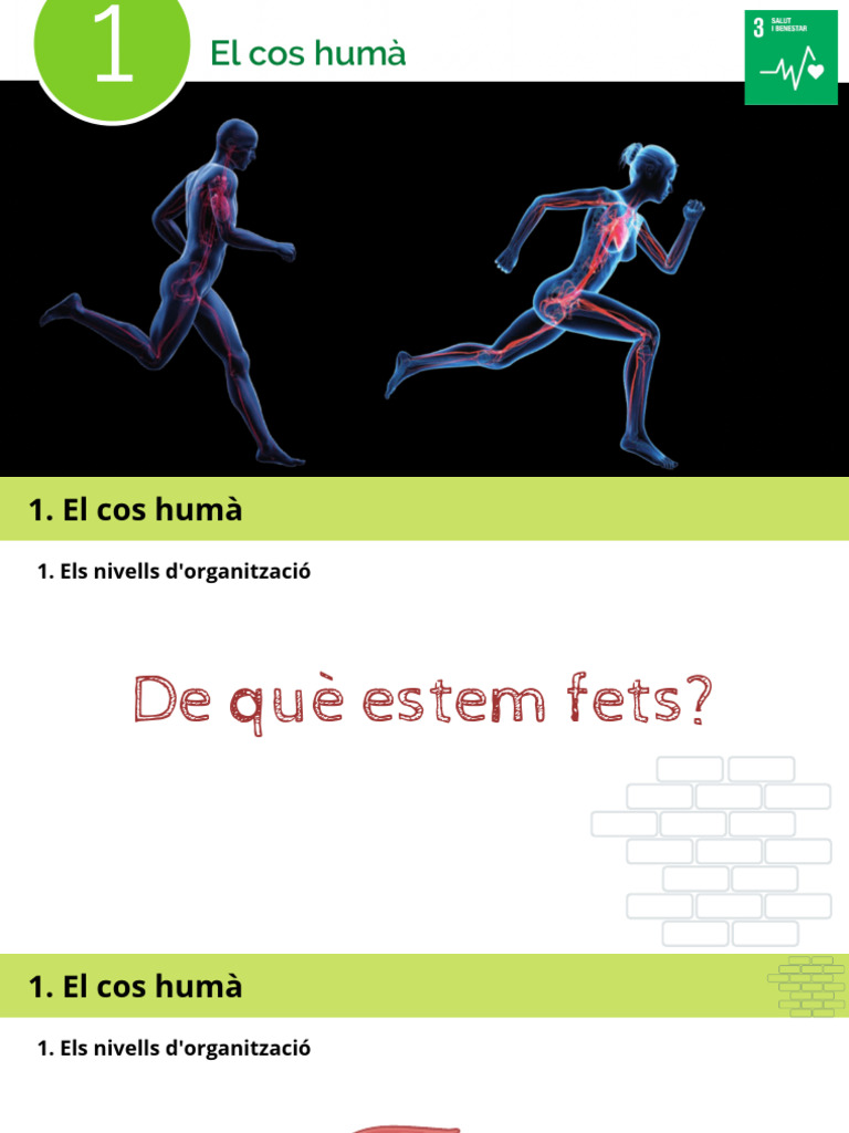 Tema 1. El Cos Humà 1 Eso | PDF