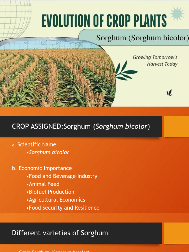 CROP EVOLUTION Sorghum FINAL | PDF | Pollination | Ploidy