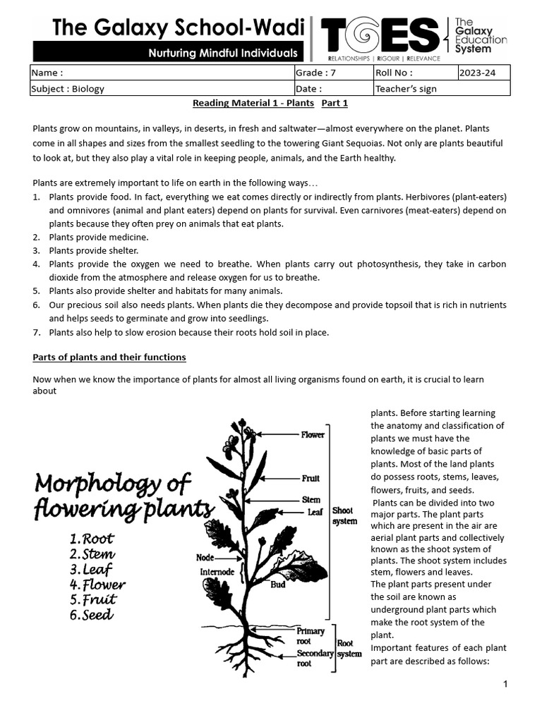 Plants | PDF | Leaf | Root