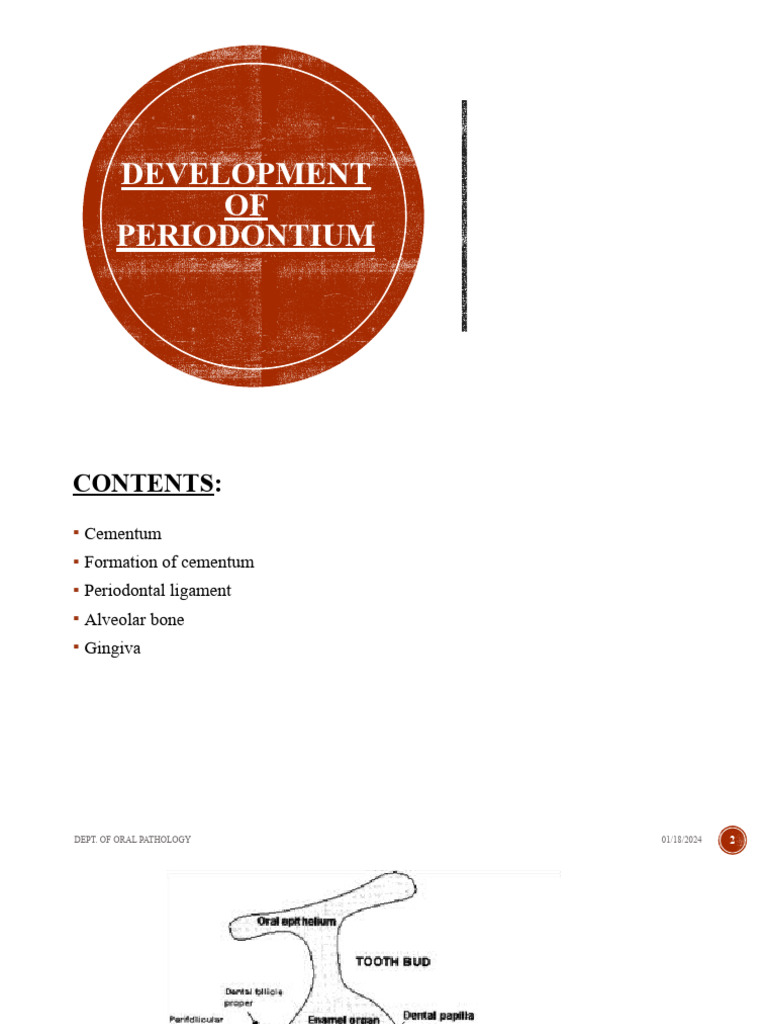 Periodontium Development Overview | PDF | Osteoblast | Dentistry Branches