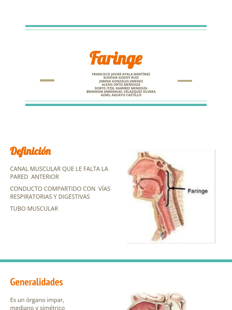 Anatomía (Faringe) | PDF | Laringe | Nervio vago