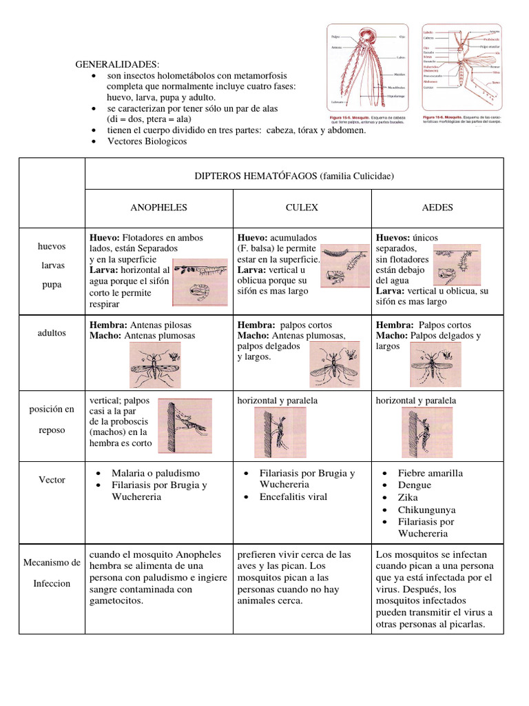 pc4 Parasito | PDF | Mosquito | Mosca