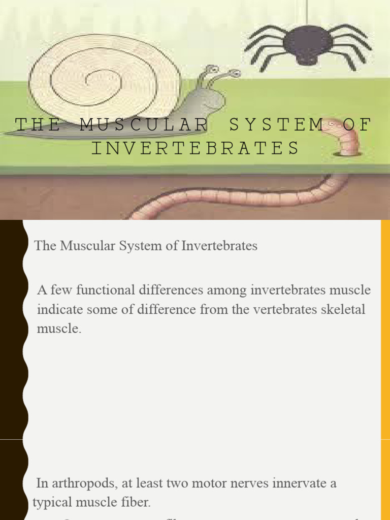 The Muscular System of Invertebrates (DEGUITO) | PDF | Skeletal Muscle ...