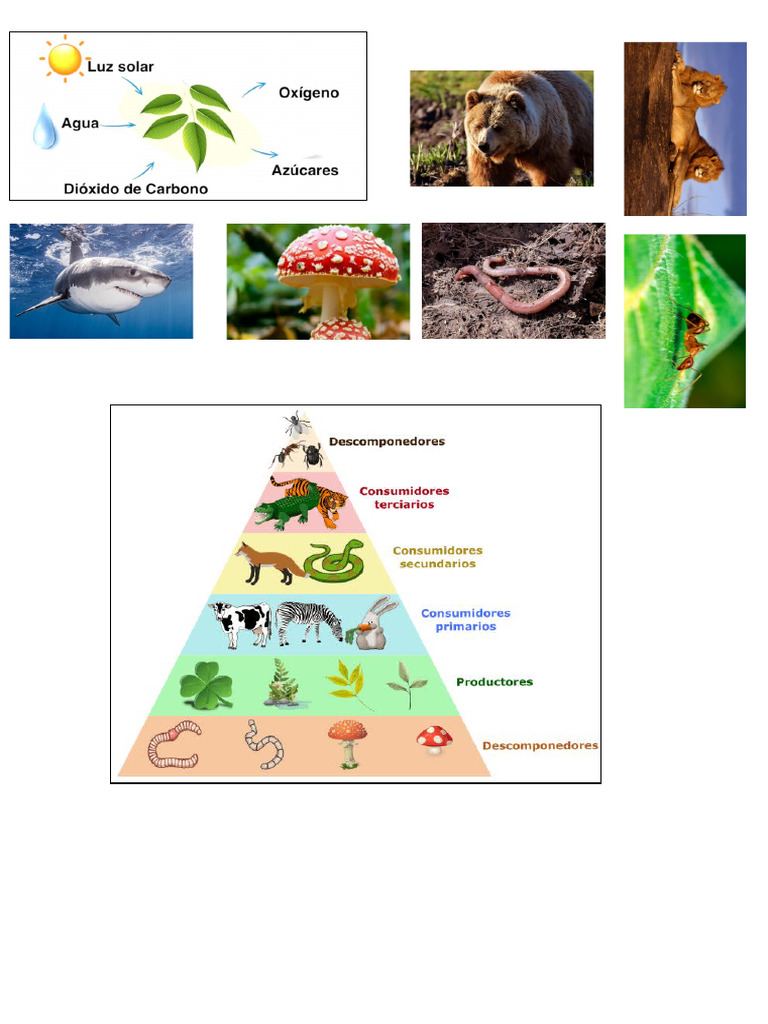 Red Trofica - Docx2 | PDF