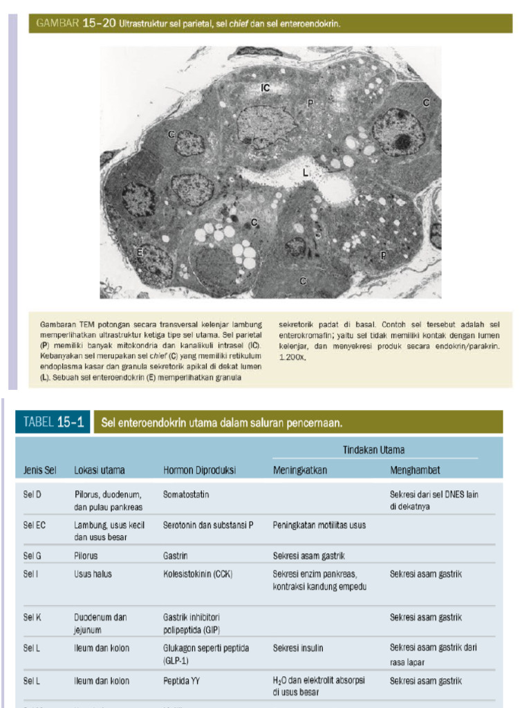 Histo 2 | PDF