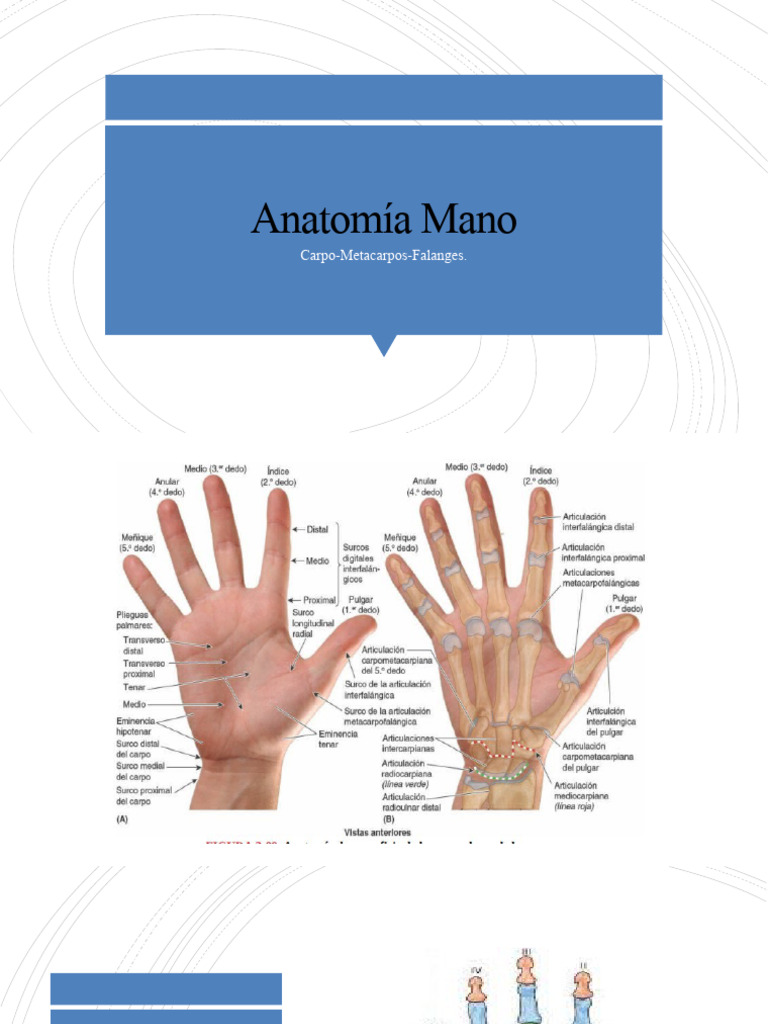 Anatomía de la Mano: Huesos y Articulaciones | PDF | Mano | Sistema ...