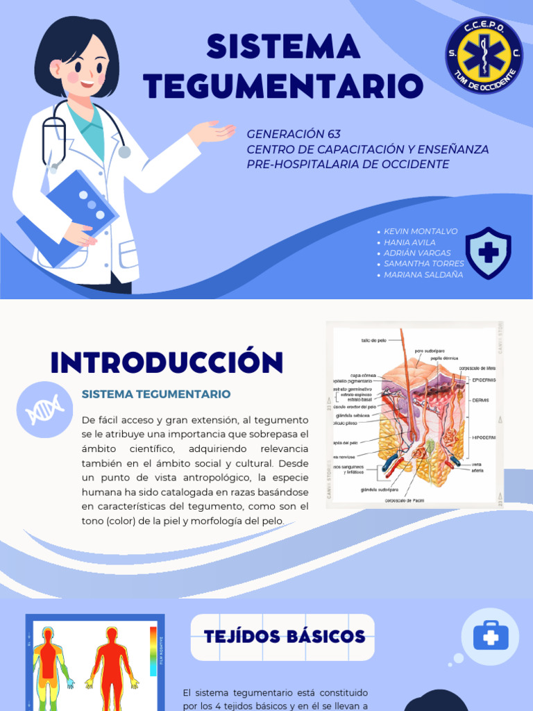 Sistema Tegumentario | Descargar gratis PDF | Sistema tegumentario | Piel