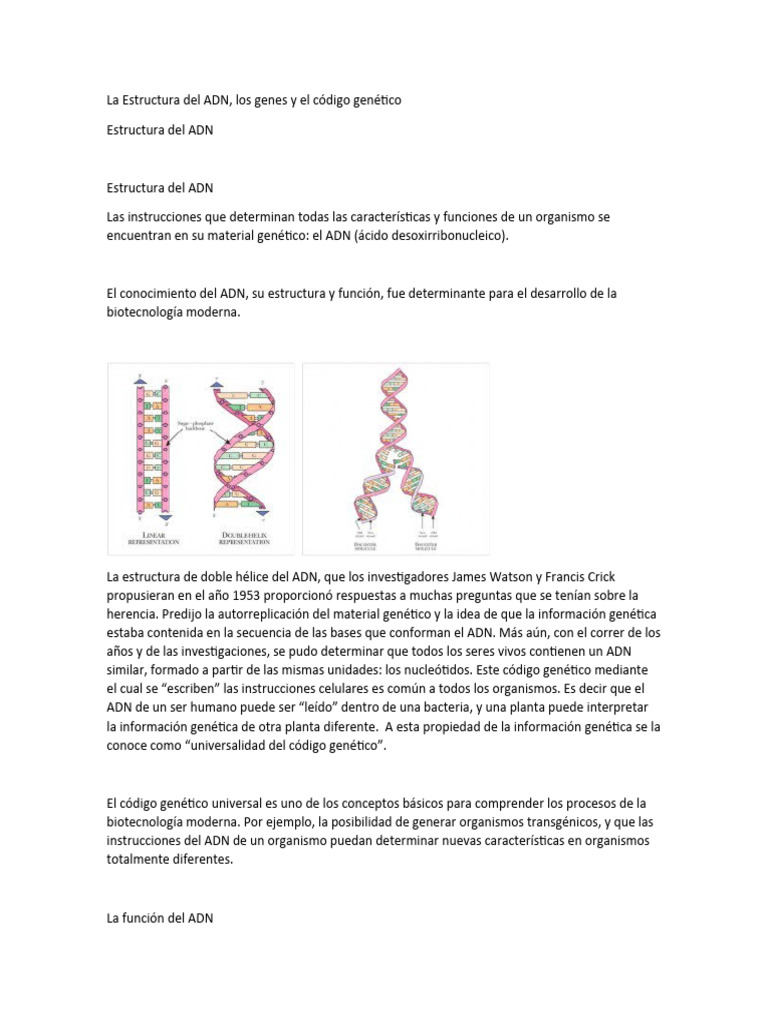 La Estructura Del ADN | PDF | Adn | Rna