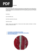 Coníferas y Latifoliadas: Definiciones y Usos | PDF | Madera | Hoja