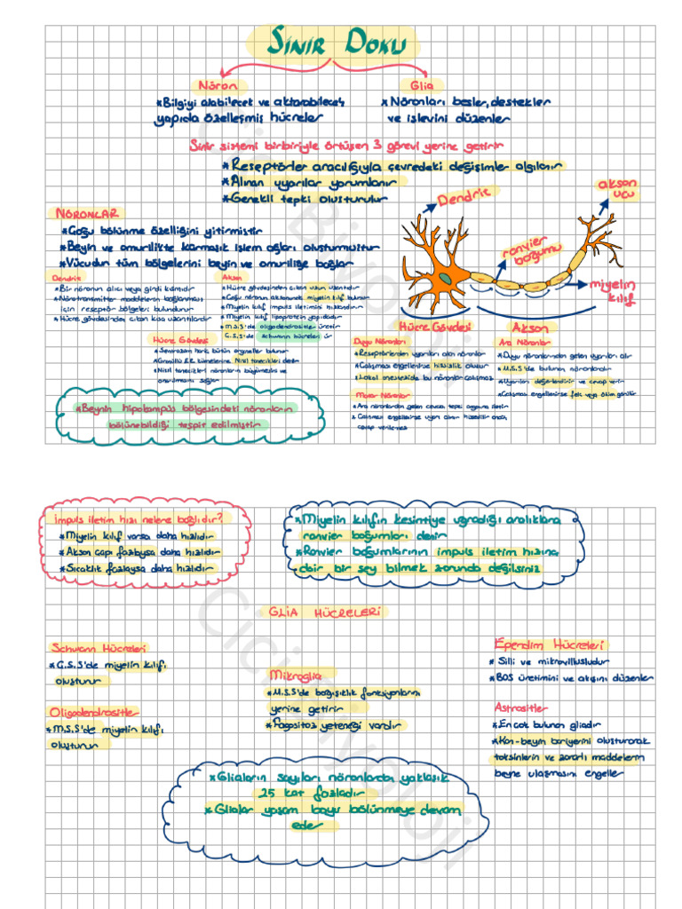 Sinir Doku Yapi Ve Gorevleri PDF | PDF