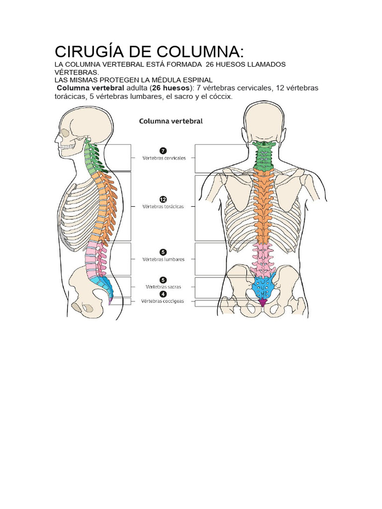 Cirugía de Columna Vertebral: Técnicas y Estructura | PDF | La columna ...