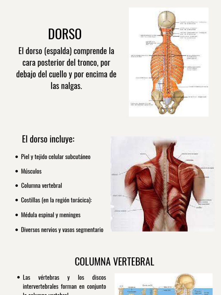 Dorso y Columna Vertebral | PDF | La columna vertebral | Vértebra