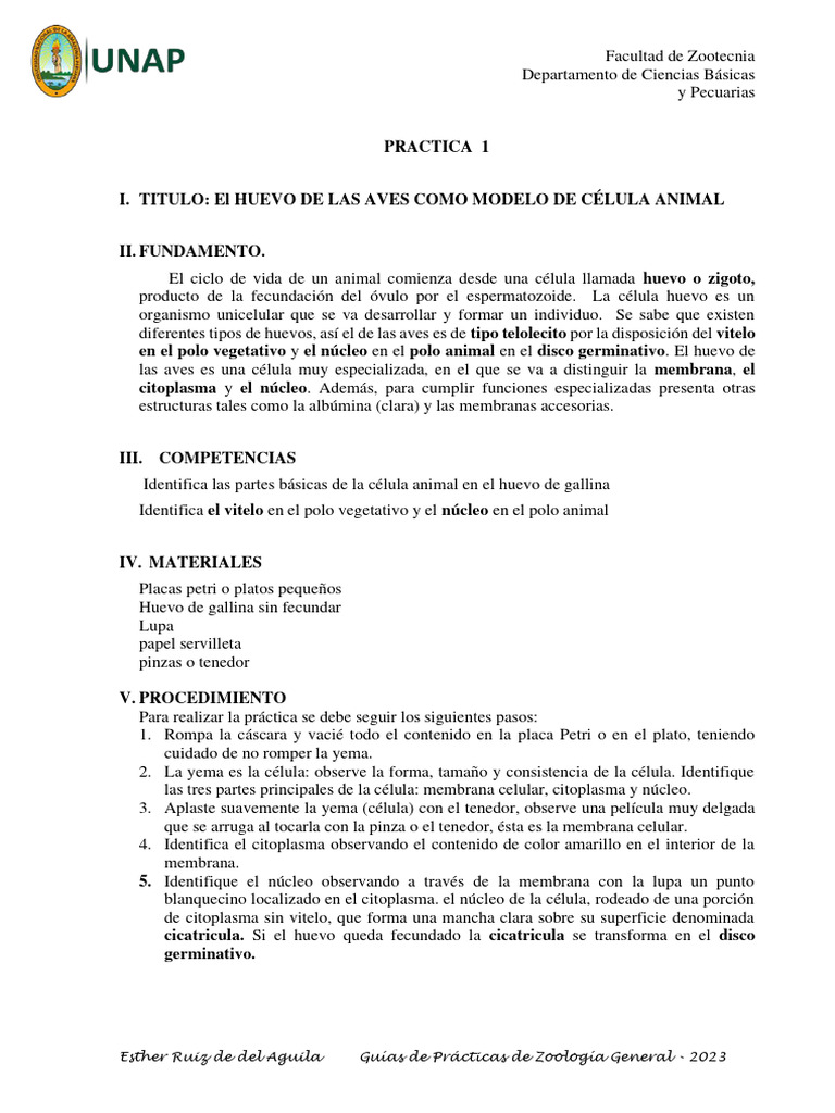 Estructura del Huevo de Ave: Guía Práctica | PDF | Yema de huevo | Huevo