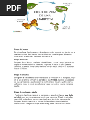 Hoja De Trabajo Sobre El Ciclo De Vida De Una Mariposa No Solo La