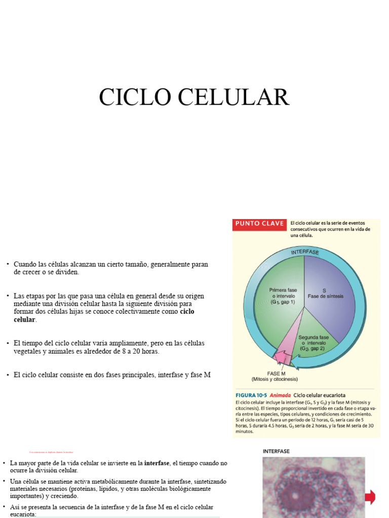 CICLO CELULAR | PDF | Mitosis | Mitosis