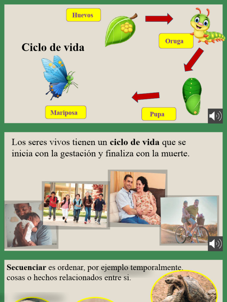 Ciclo de Vida de los Animales | PDF | Ciencia y matemáticas