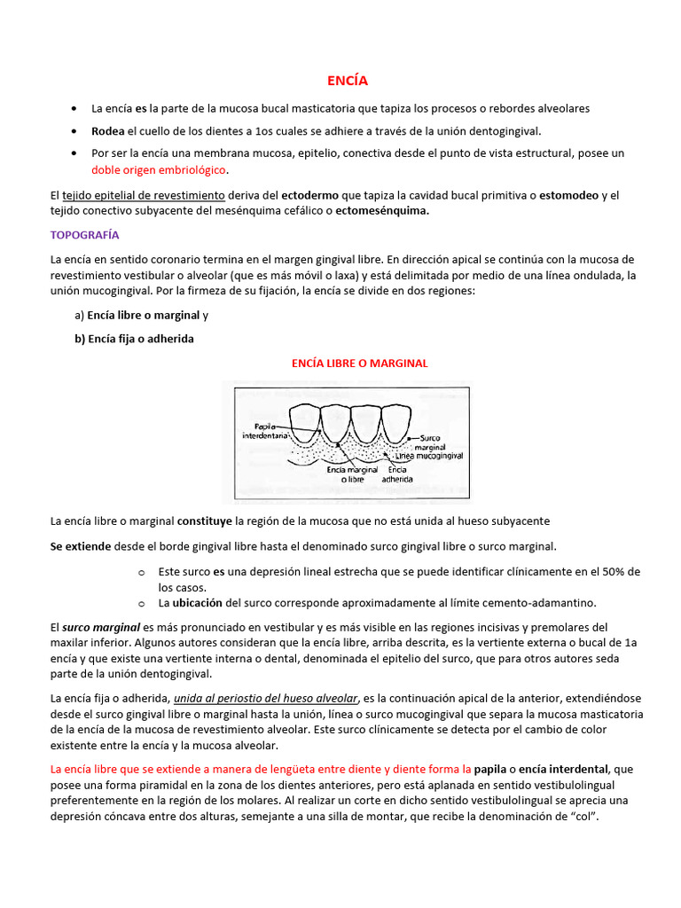 Tipos de Encía: Libre y Adherida | PDF | Célula madre | Biomaterial