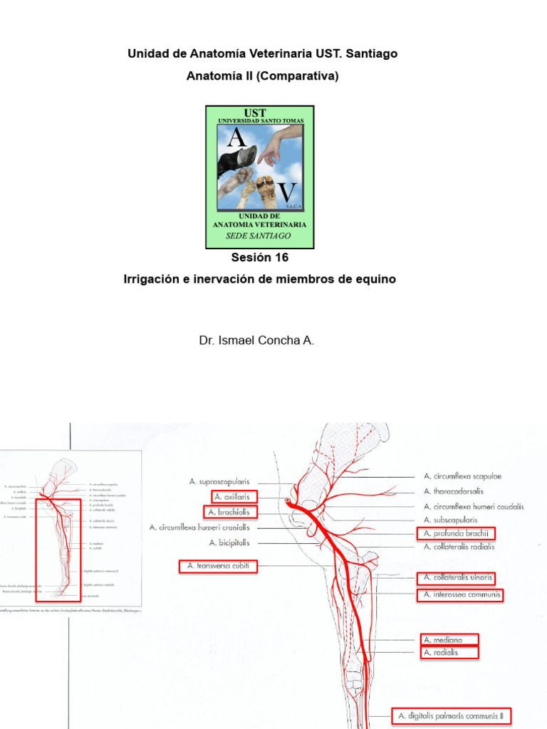 Irrigación e inervación en equinos | PDF | Tecnología