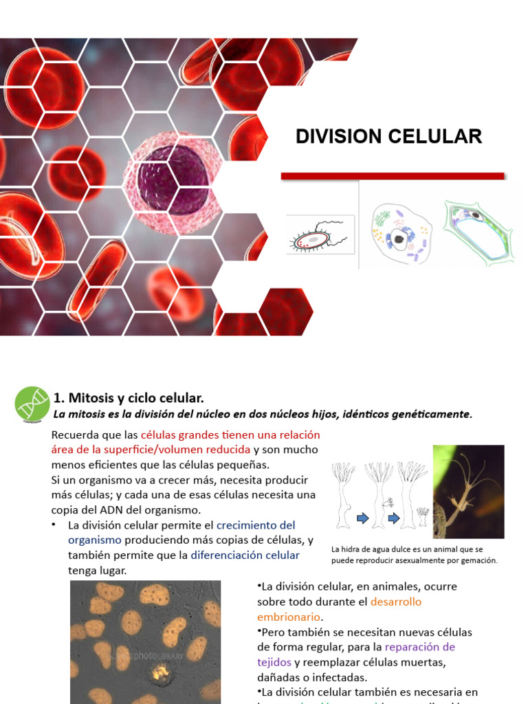 1 06 División Celular | PDF | Mitosis | Ciclo celular