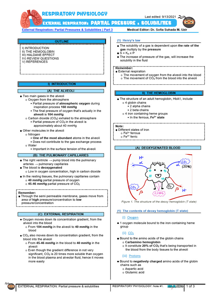 232_Respiratory_Physiology_External_Respiration_Partial_Pressures | PDF ...