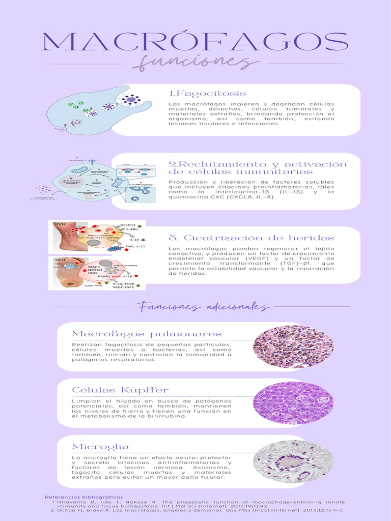 Infografía - Macrófagos | PDF | Macrófago | Sistema inmune